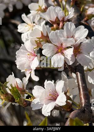 Closeup shot of pink cherry blossom in spring Stock Photo - Alamy