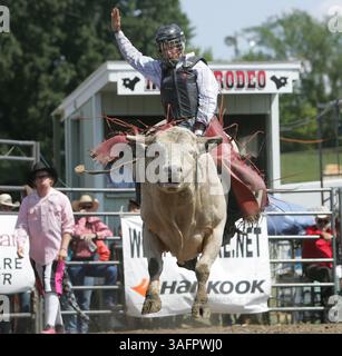 Professional Bull Rider rides bull Ridin' Solo during PBR Monster ...