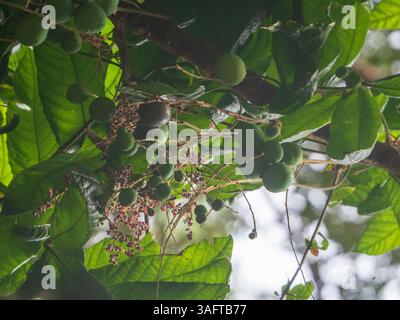 Davidson's Plum tree with unripe still green fruit and green leaves ...