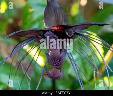 Glowing clusters of flowers and flower buds of a Golden Shower ...