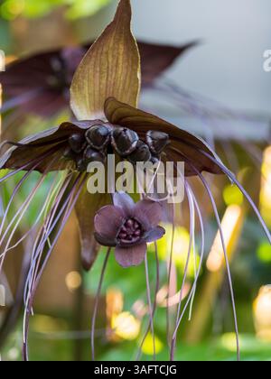 Black Bat Flowers and buds Tacca Chantrieri, side view of dark purple ...