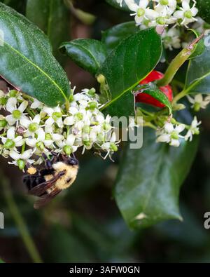 Holly berry red and white flowers closeup image Stock Photo - Alamy