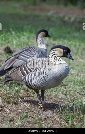 The Nene Goose (pronounced nay nay), Nesochen sandvicensis, is an ...