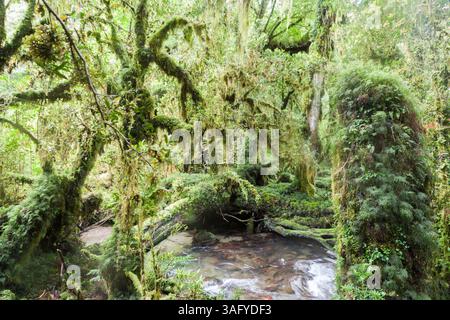 Immersive Chilean rainforest scene: lush undergrowth of mosses, ferns ...