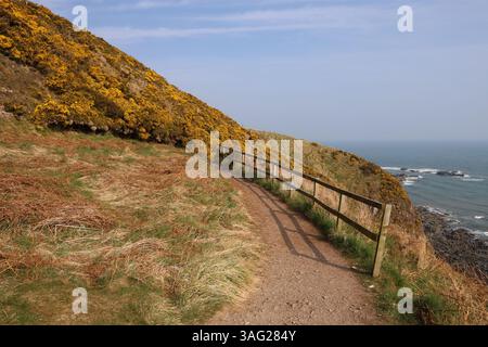 Coastal path with gorse near Stonehaven Scotland March 2025 Stock Photo ...
