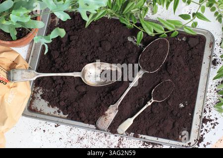 Used coffee grounds, obtained free from a coffee shop, ready for use in ...