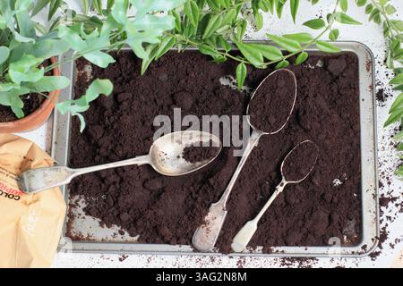 Used coffee grounds, obtained free from a coffee shop, ready for use in ...
