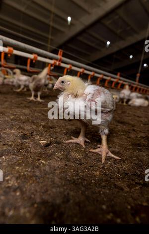 a poultry farm where broiler chickens are grown for industrial meat ...