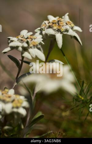 Edelweiss white flowers in field on sunny day, Vanoise National Park ...