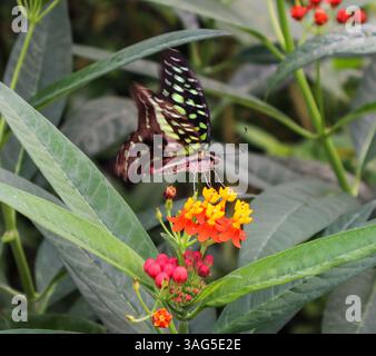 London Zoo London 08 April 2025 The beautiful transparent winged ...