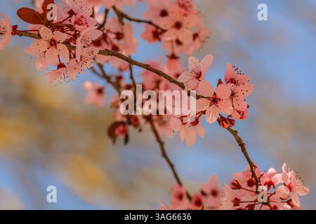 Floral : Blossom Burst Stock Photo - Alamy