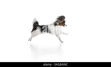 Active and playful Papillon dog with fluffy fur captured mid-air in ...