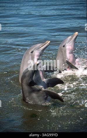June 27, 1996 - Grassy Key, FL, USA - Entrance to the Dolphin Research ...