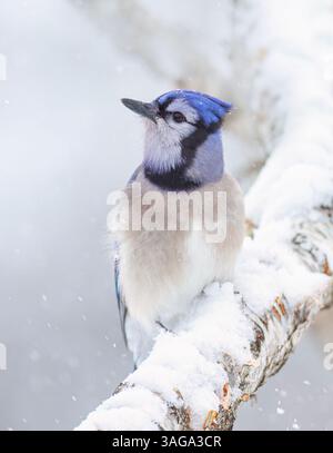 Blue jay perched on snowy ground surrounded by dry grass and twigs in ...