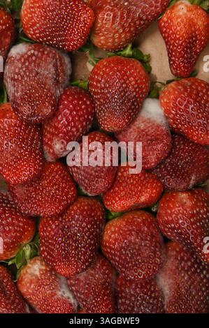 Strawberries in various stages of decay, with visible mold and spoilage ...