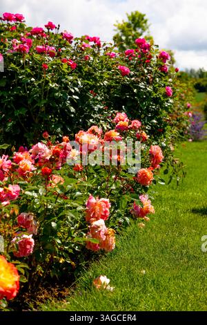 Rose bushes with roses in different colors in full bloom together with ...