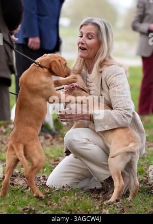 The Duchess of Edinburgh meets 12 week old Yellow Labrador puppies Axel ...