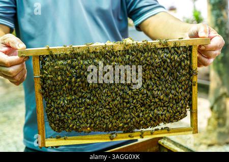 Beekeeper holds frame filled with honeycomb bees while checking beehive ...