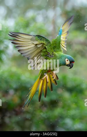 blue-winged macaw or Illiger's macaw in the rain, Primolius maracana ...