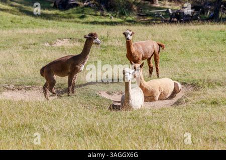 Photograph of a group of friendly Alpacas standing in a grassy ...