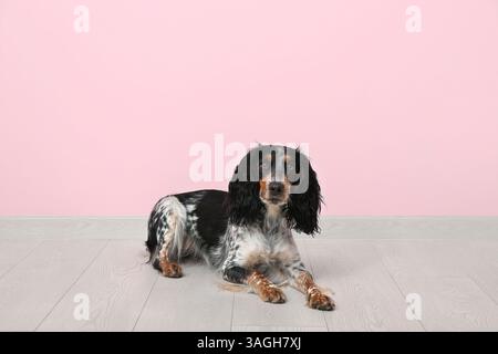 Cute cocker spaniel lying near beige wall Stock Photo - Alamy