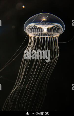 White deep sea jellyfish with long trail floating in dark water Stock ...
