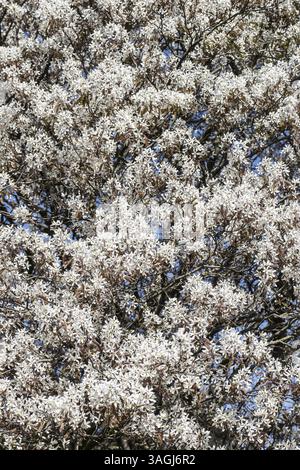 Copper rock pear (Amelanchier lamarckii), Emsland, Lower Saxony ...