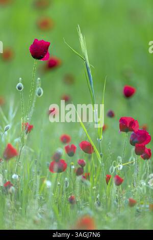 Poppy field in Lesvos Greece Stock Photo - Alamy