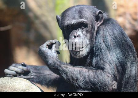 Emotionally Expressive Chimpanzee close up image facial features Stock ...