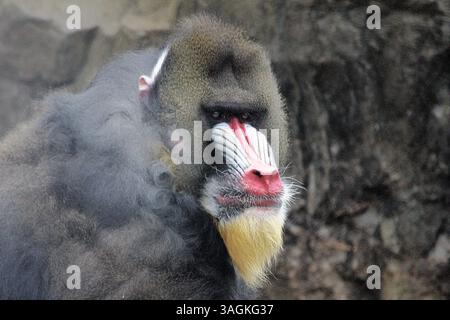 Colorful Baboon with intense face strong muscles Stock Photo - Alamy