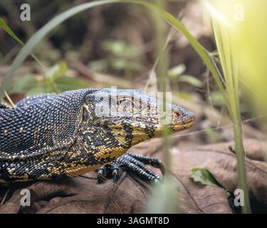 A closeup shot of a monitor lizard on a wooden stick in a zoo Stock ...