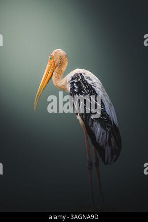 Mycteria Leucocephala Stork Exotic Birds Asia Stock Photo Stock Photo ...