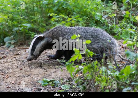 European Badger (Meles meles). Family foraging in a forest Stock Photo ...