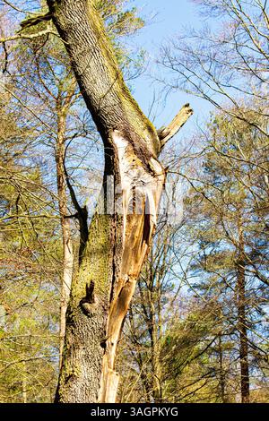 The natural beauty of the Scottish woodland and its oddly shaped trees ...