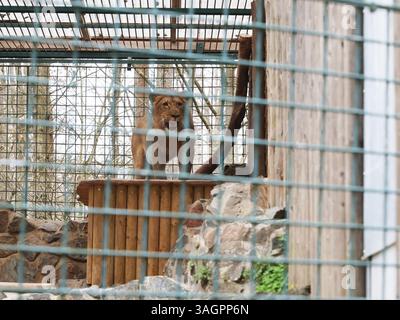 Gera, Germany. 09th Apr, 2025. Zoo staff transport young lion Bahati ...