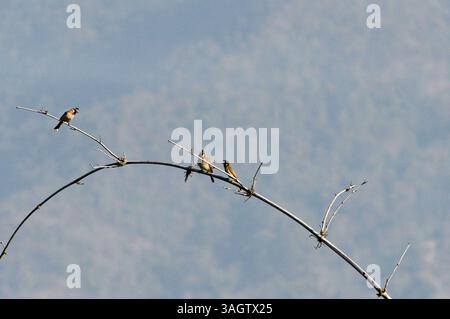Himalayan Bulbul birds sitting on a bamboo tree near the Peace Pagoda ...