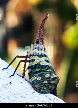 A Pyrops candelaria Planthopper Stock Photo - Alamy