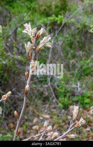 Israel the Upper Galilee Terebinth tree Pistacia Palaestina on Mount ...