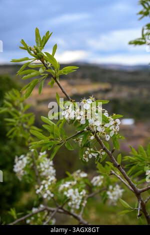 Flowering pear tree Pyrus syriaca This family of ornamental trees ...