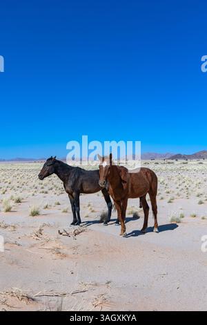 Wild horses of Garub, Namibia Stock Photo - Alamy