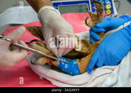 Veterinary staff are treating the broken leg of an Eurasian eagle-owl ...