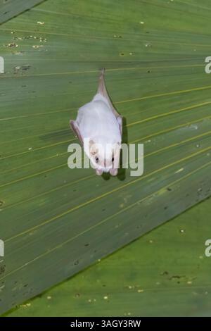 Ghost Bat Diclidurus albus Costa Rica Stock Photo - Alamy