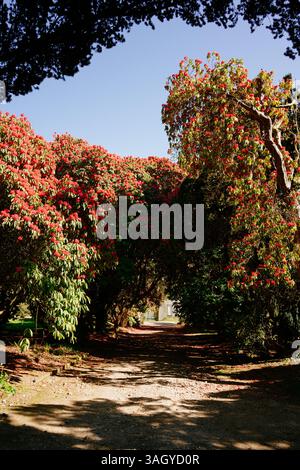 Ireland National Botanic Gardens, Kilmacurragh in County Wicklow with ...