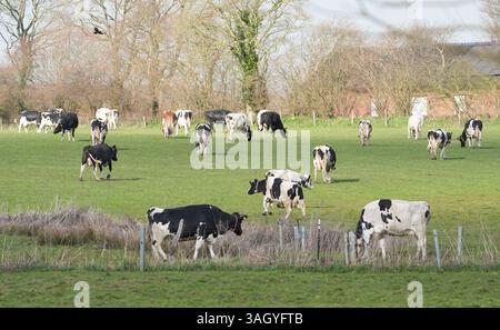 Owschlag, Germany. 08th Apr, 2025. A stork flies over a cow pasture ...