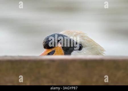Very close up view of a cheeky mute swan head peeking over a wood rail ...