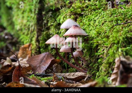 Mycena purpureofusca mushrooms on decaying log covered with moss close ...