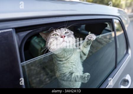 Cat sticking head out car window Stock Photo - Alamy