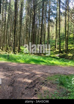 Path through a sunlit pine forest Stock Photo - Alamy