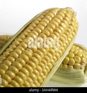 Corn, zea mays, Cob against White Background Stock Photo - Alamy
