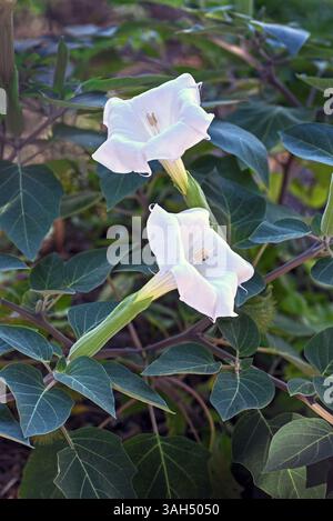 Devil's Trumpet, Datura flower, Moonflower, Datura metel, Angel Trumpet ...